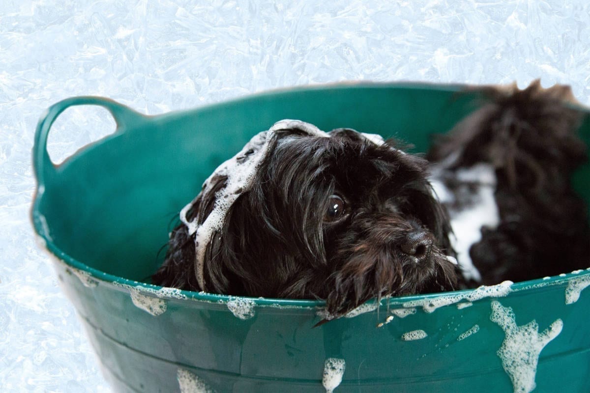 Pet Store Coupon St George Free Bath At Lovin Arms Pet Center Pet Store Coupon St George Free Bath At Lovin Arms Pet Center