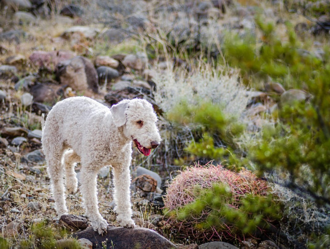 Photo Essay: Desert dogs - The Independent | Southern Utah's #1 Source ...