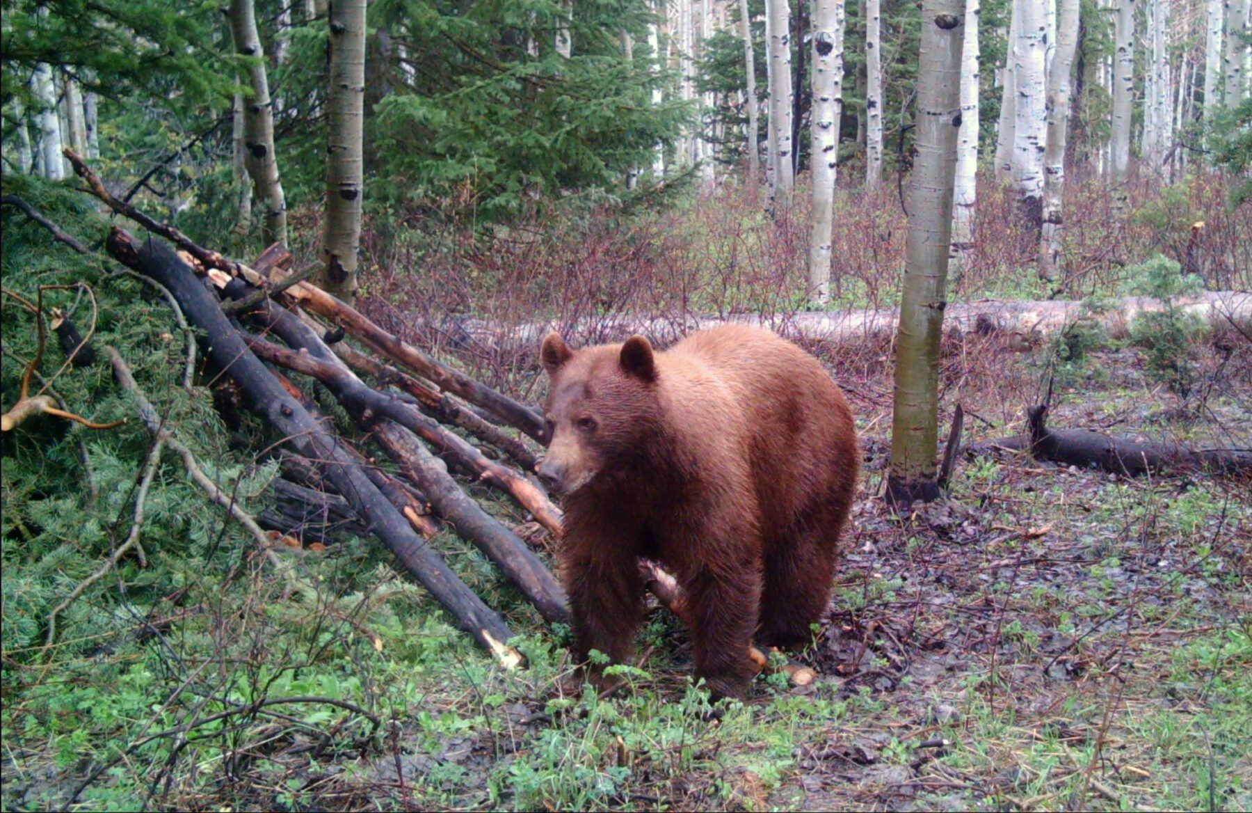 Tips To Avoid Conflicts With Bears This Summer - The Independent ...