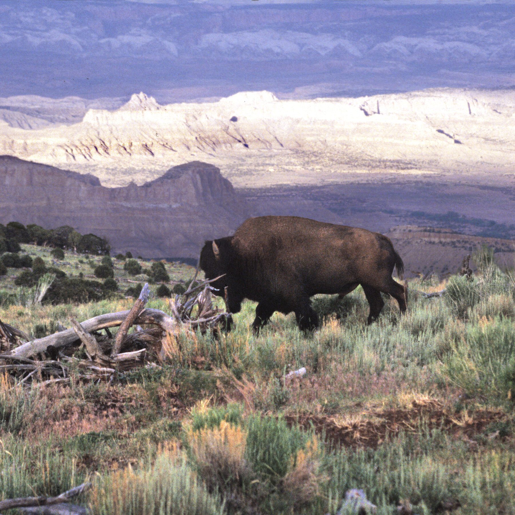 How To Avoid Conflicts With Bison At Antelope Island State Park - The ...