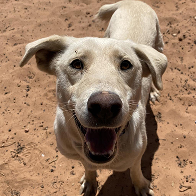 Southern Utah Adoptable Pets Guide - The Independent | Southern Utah's ...
