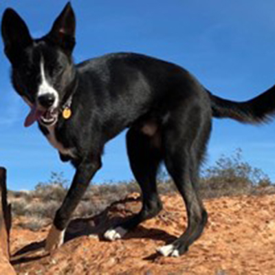 Southern Utah Adoptable Pets Guide - The Independent | Southern Utah's ...