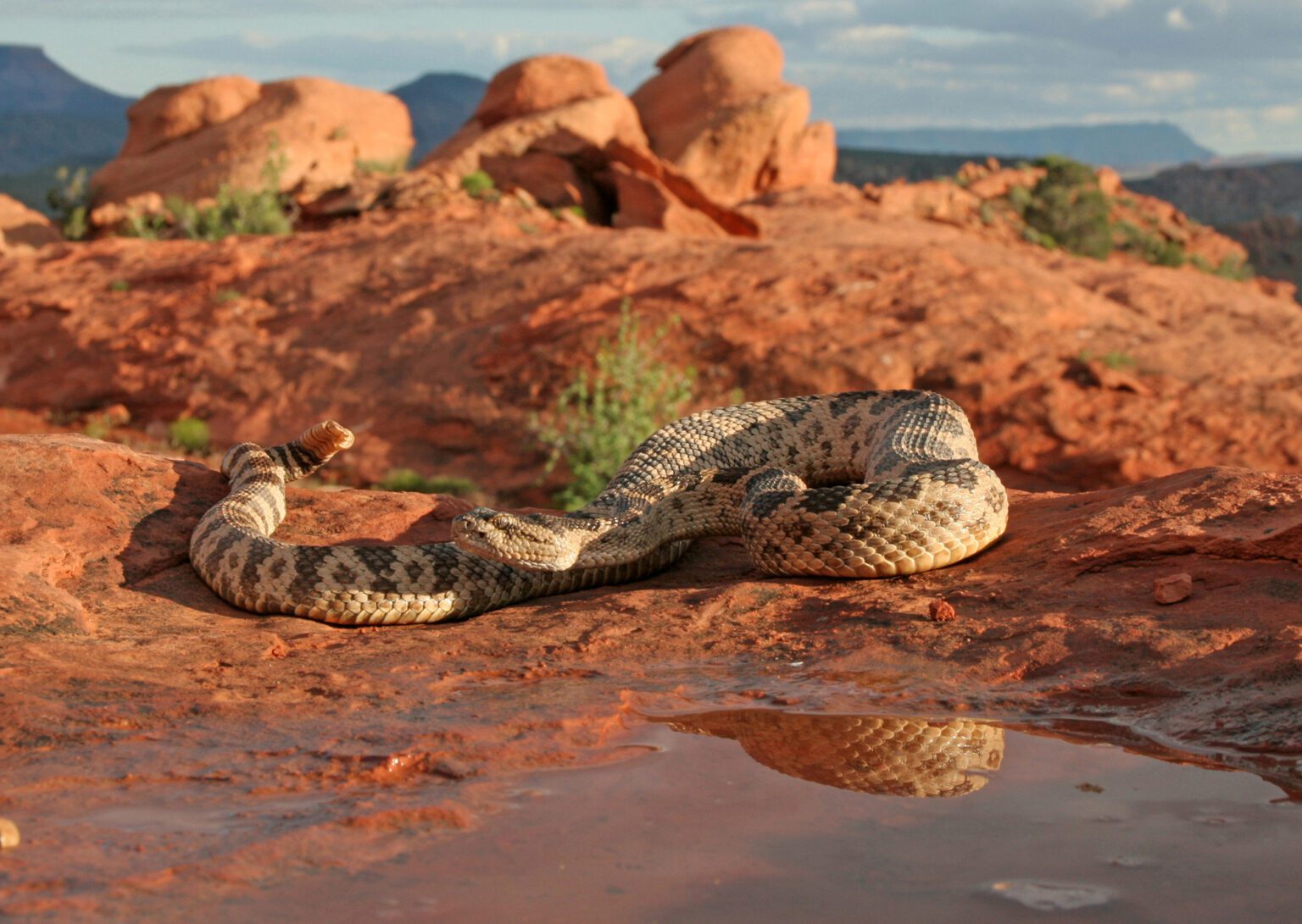 How to stay safe and avoid conflicts with rattlesnakes this spring and ...