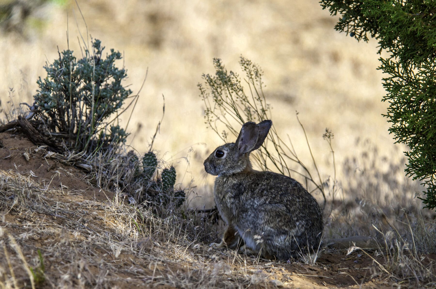 What Hunters Should Know About The 2024 Utah Upland Game Hunts - The ...