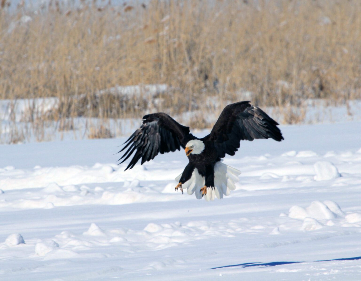 Where You Can See Bald Eagles In Utah This February - The Independent ...