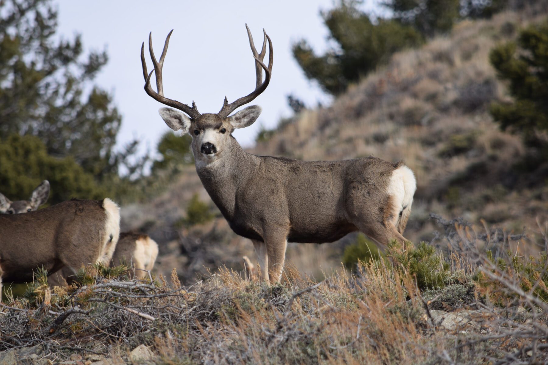 Big Game Hunting License Applications Open March 20th - The Independent ...