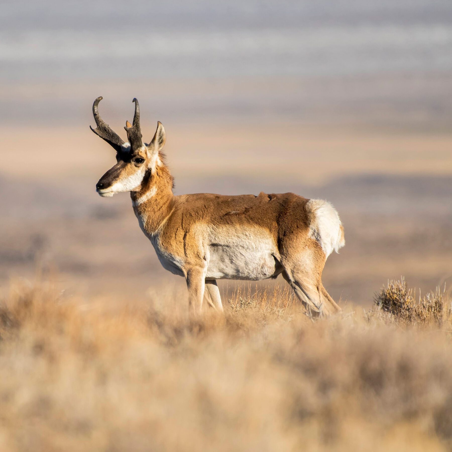 Big Game Hunting License Applications Open March 20th - The Independent ...