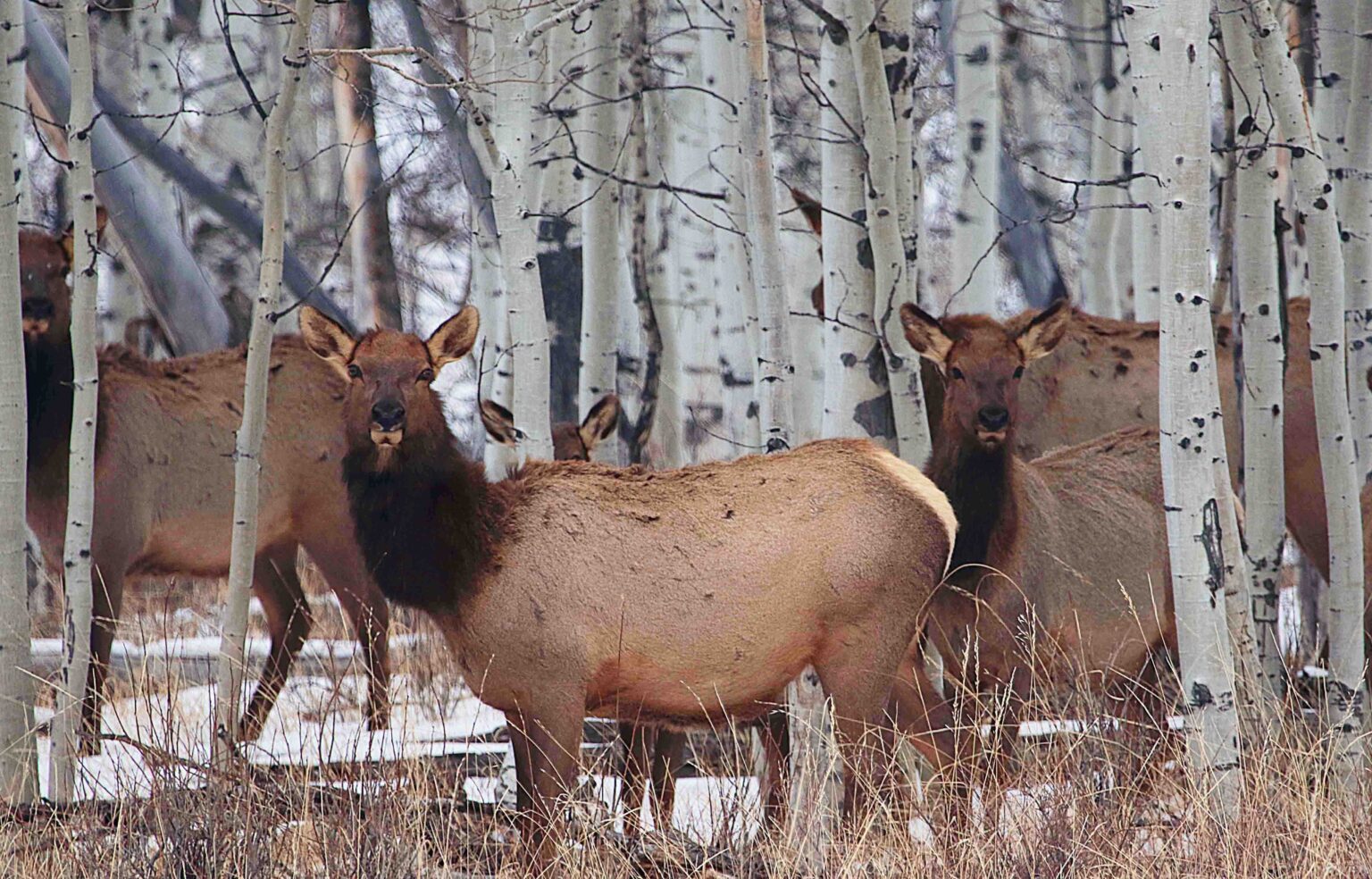 Utah’s 2025 Antlerless Hunt Applications Open June 4 - The Independent ...