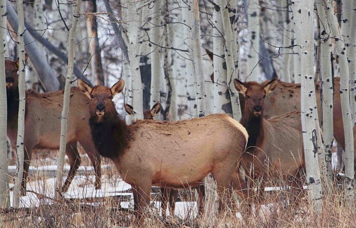 Utah’s 2025 Antlerless Hunt Applications Open June 4 - The Independent ...