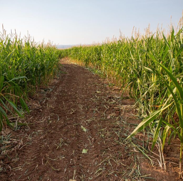 Staheli Family Farm Kicks Off Fall Fun With Corn Maze, Family Tours ...