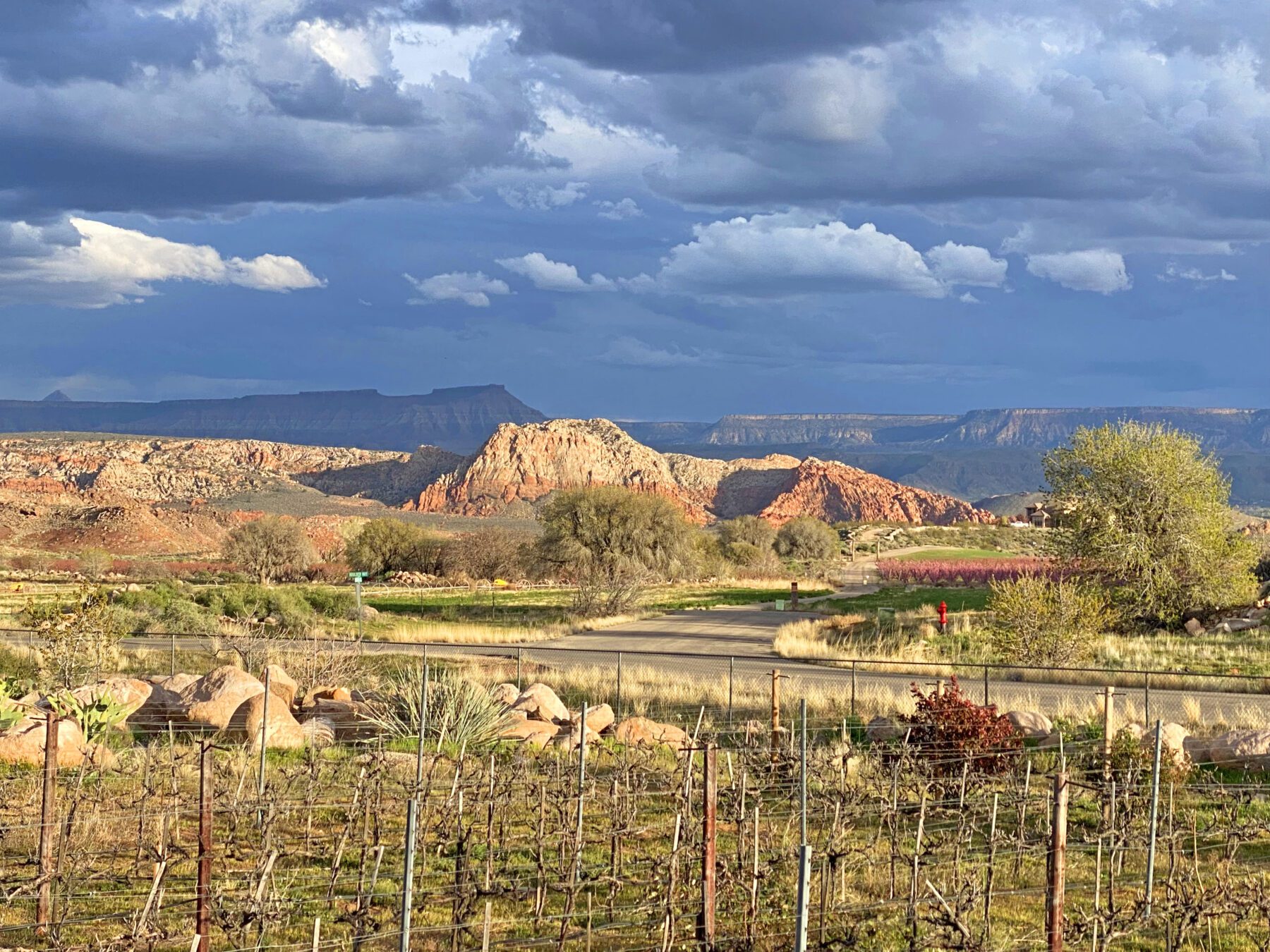 Welcome to Utah Wine Country at Zion Vineyards - The Independent ...